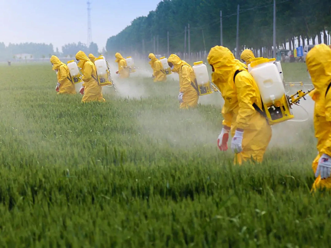 Do we need to worry about Glyphosate in our food? - Chief Nutrition